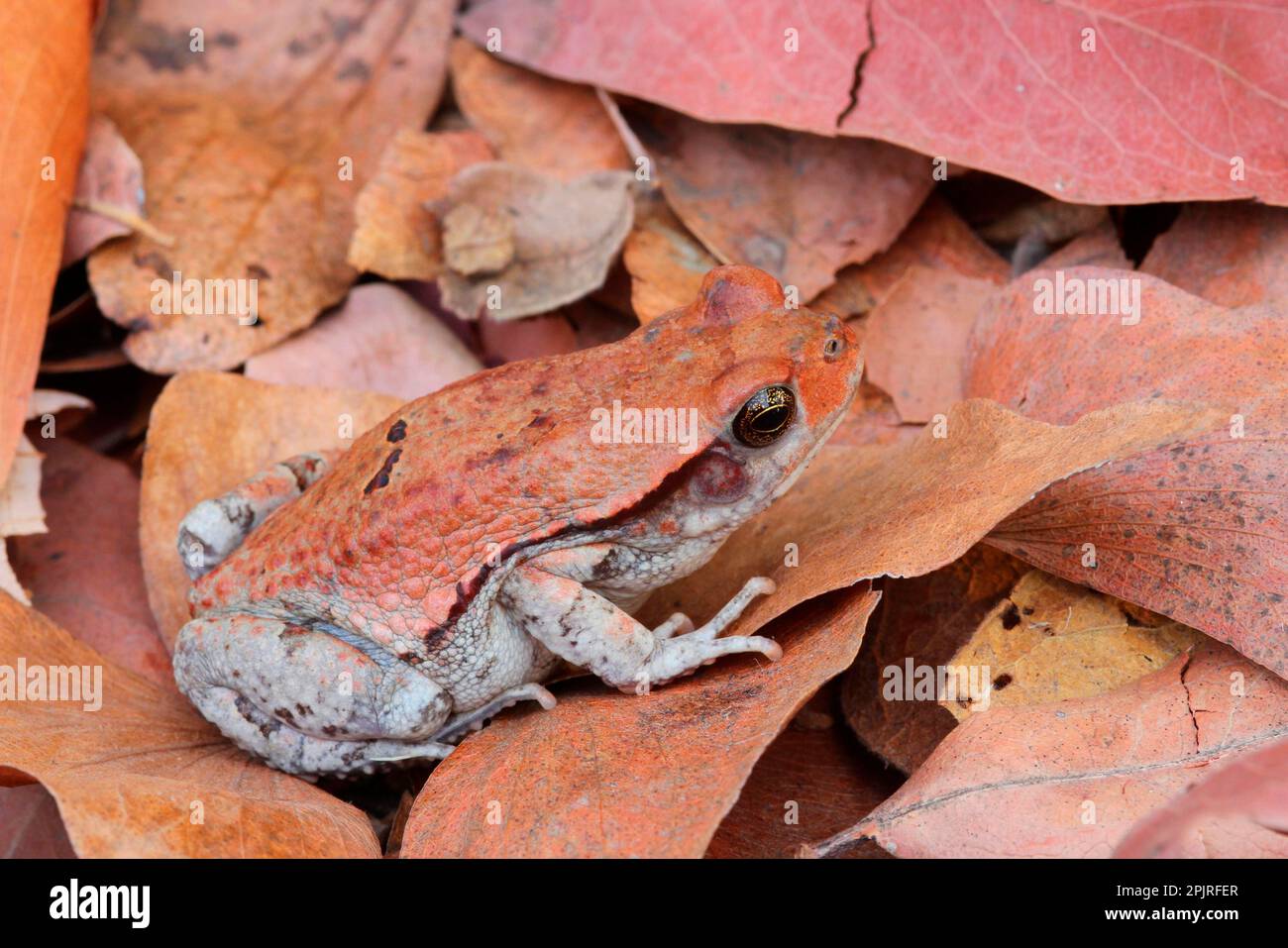 Red Toad, Red Toads, Amphibians, Other animals, Frogs, Toad, Toads ...