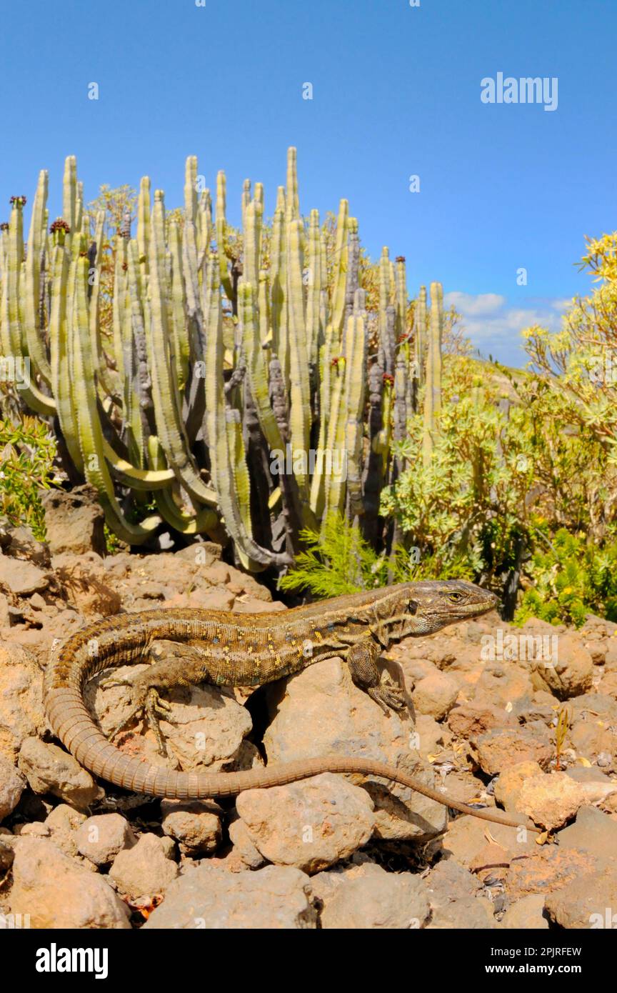 Western canaries lizard (Gallotia galloti), Canary Island Lizards ...