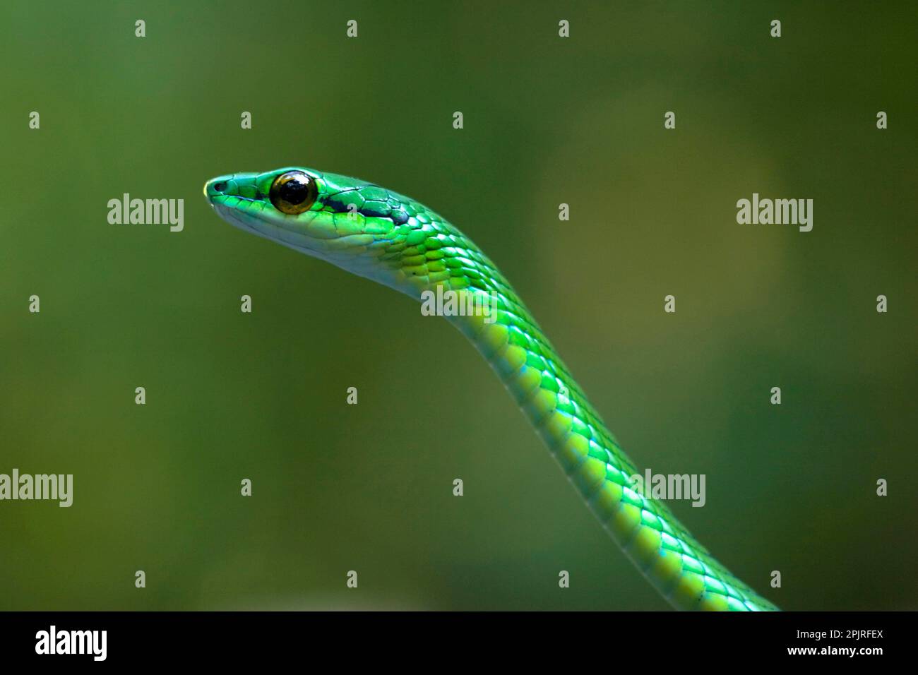 Copes short nosed vine snake hi-res stock photography and images - Alamy