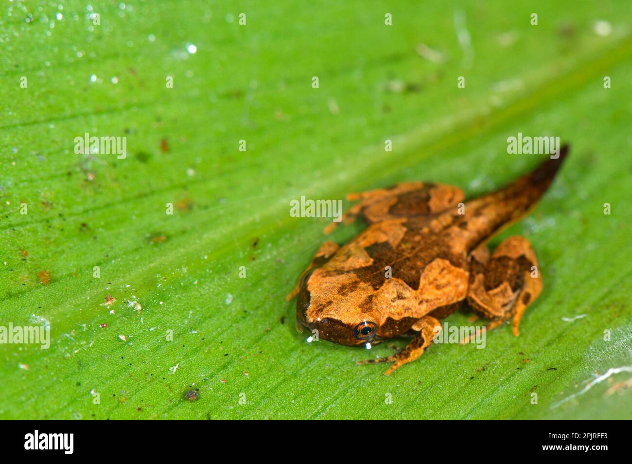 Sheep frog (Hamptophryne boliviana) Frog emerging from the water during ...