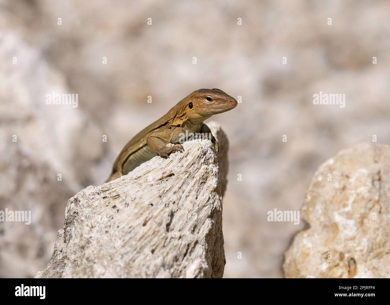 Lizard, Lizards, Other animals, Reptiles, Animals, Bonaire Whiptail ...