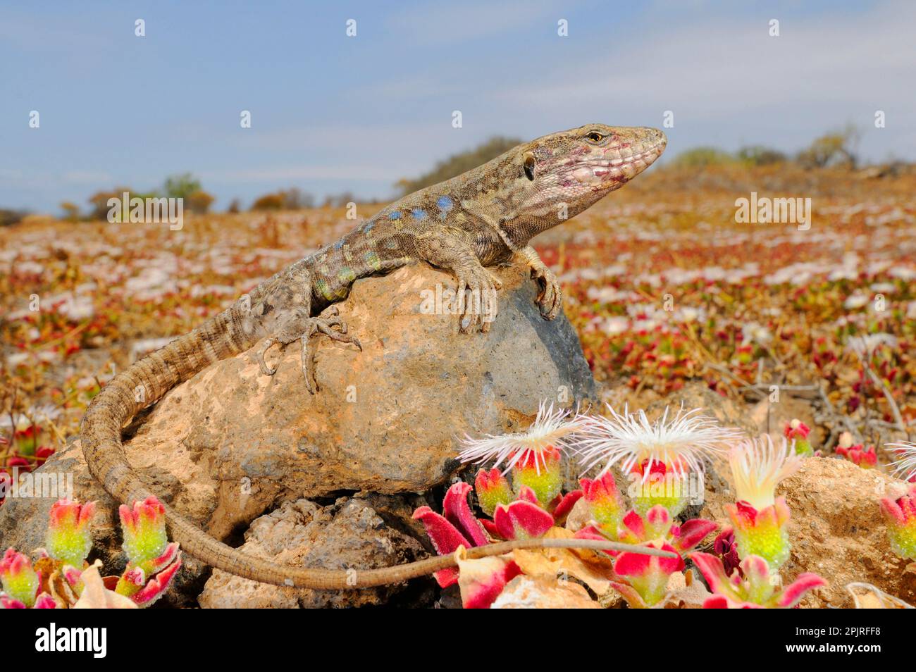 Western canaries lizard (Gallotia galloti), Canary Island Lizards ...