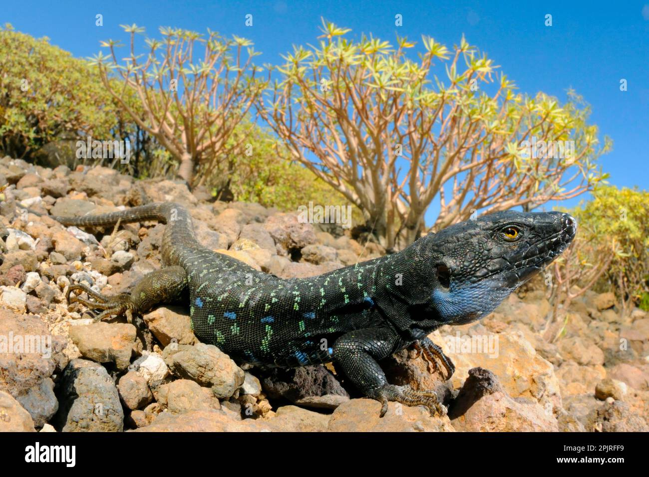 Western canaries lizard (Gallotia galloti), Canary Island Lizards ...