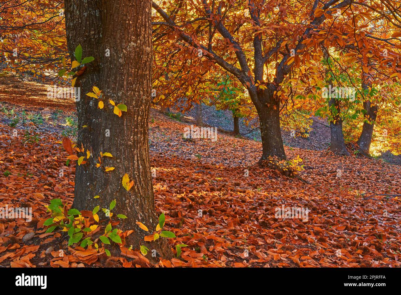 Autumn, chestnut forest (Castanea sativa), Valle del Genal, Genal ...