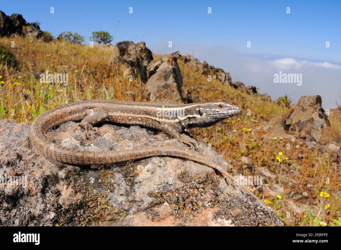 Small Canary Island Lizard, Small Canary Island Lizards, Other animals ...