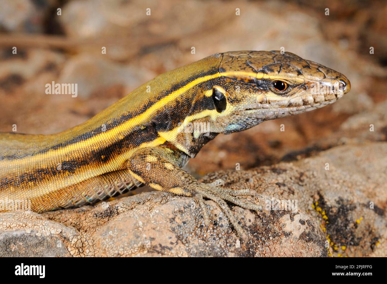Small Canary Island Lizard, Small Canary Island Lizards, Other animals ...