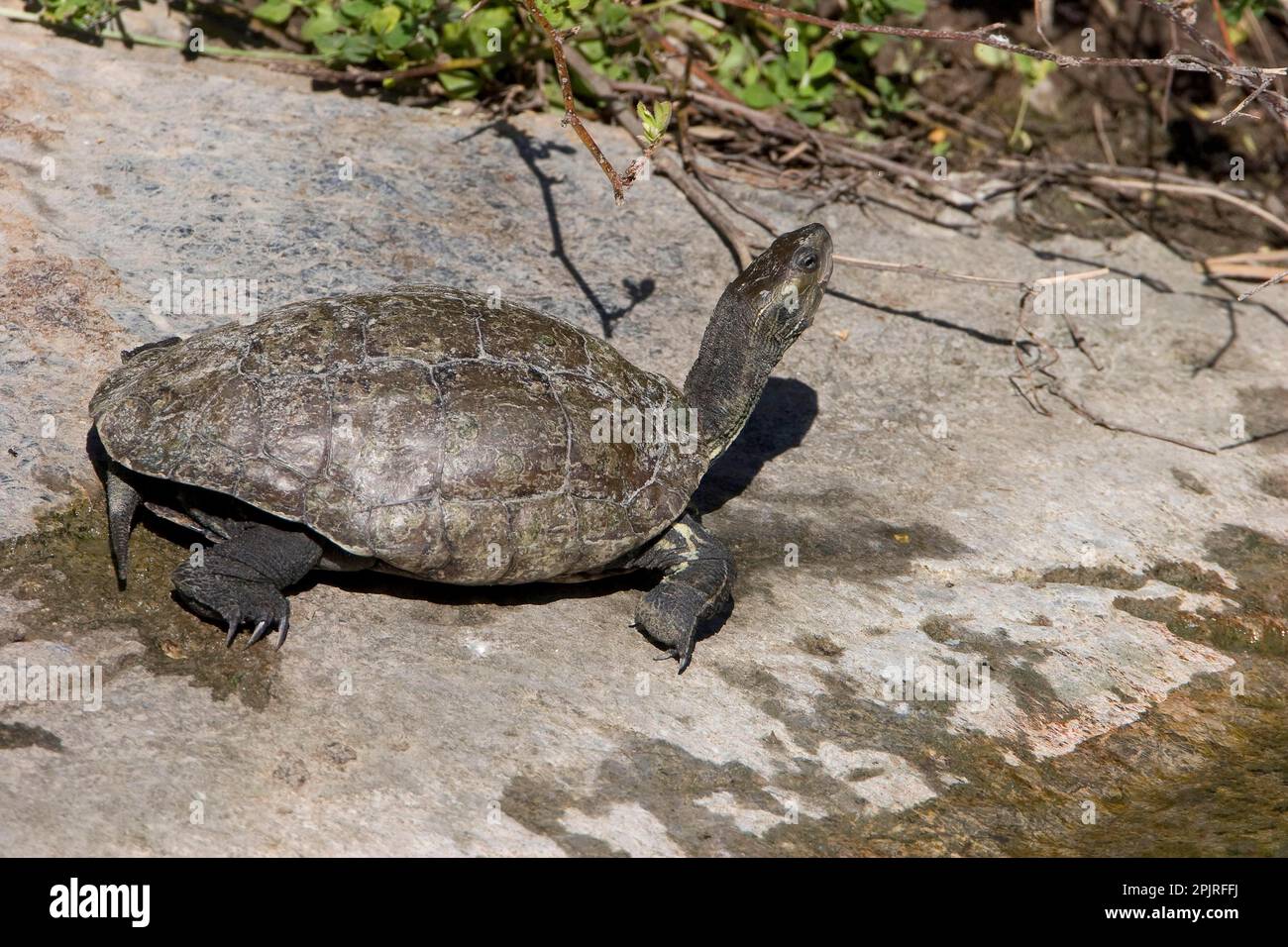 Western Caspian turtle, Balkan stream turtle, Eurasian stream turtle ...