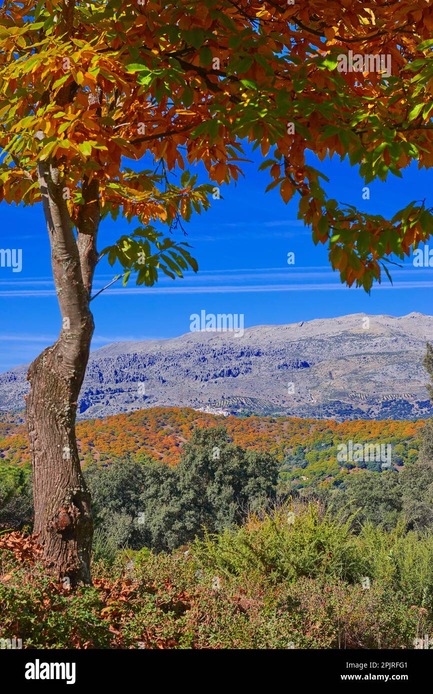 Autumn, chestnut forest (Castanea sativa), Valle del Genal, Genal ...