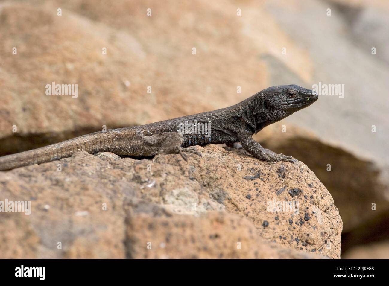 Small Canary Island Lizard, Small Canary Island Lizards, Other animals ...