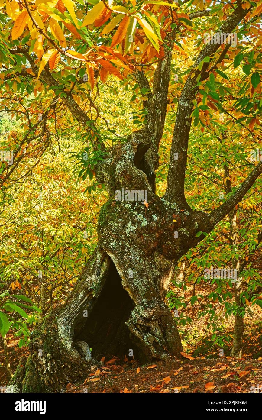 Autumn, chestnut forest (Castanea sativa), Valle del Genal, Genal ...