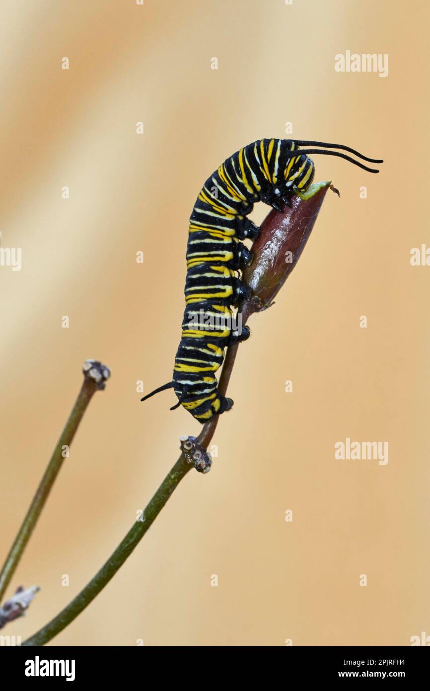 Caterpillar of the monarch butterfly (Danaus plexippus) Asclepia ...