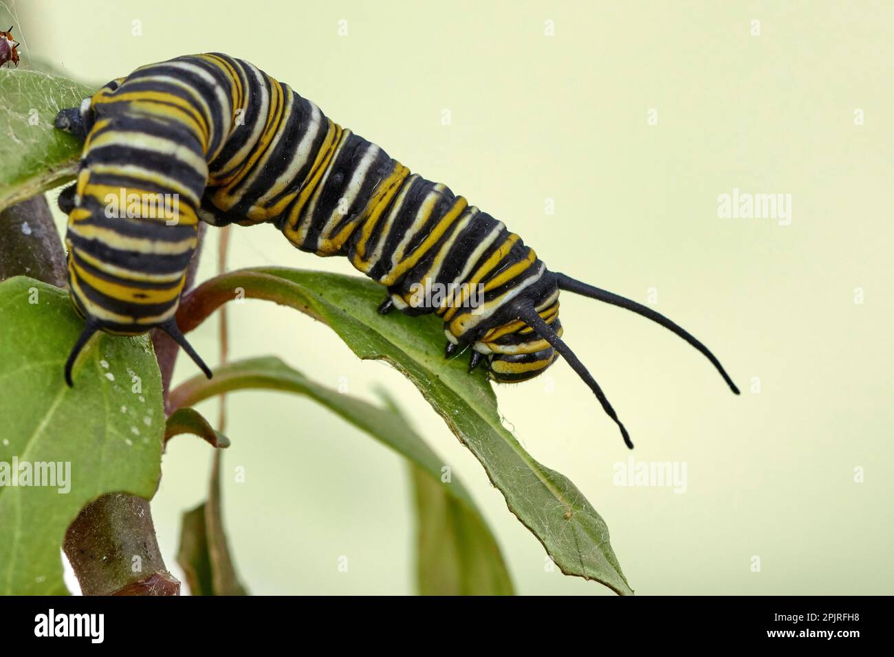 Caterpillar of the monarch butterfly (Danaus plexippus) Asclepia ...