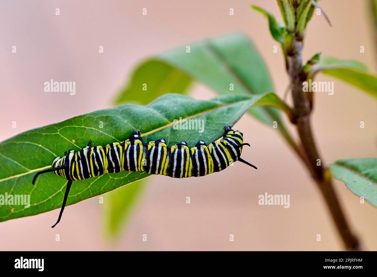 Caterpillar of the monarch butterfly (Danaus plexippus) Asclepia ...