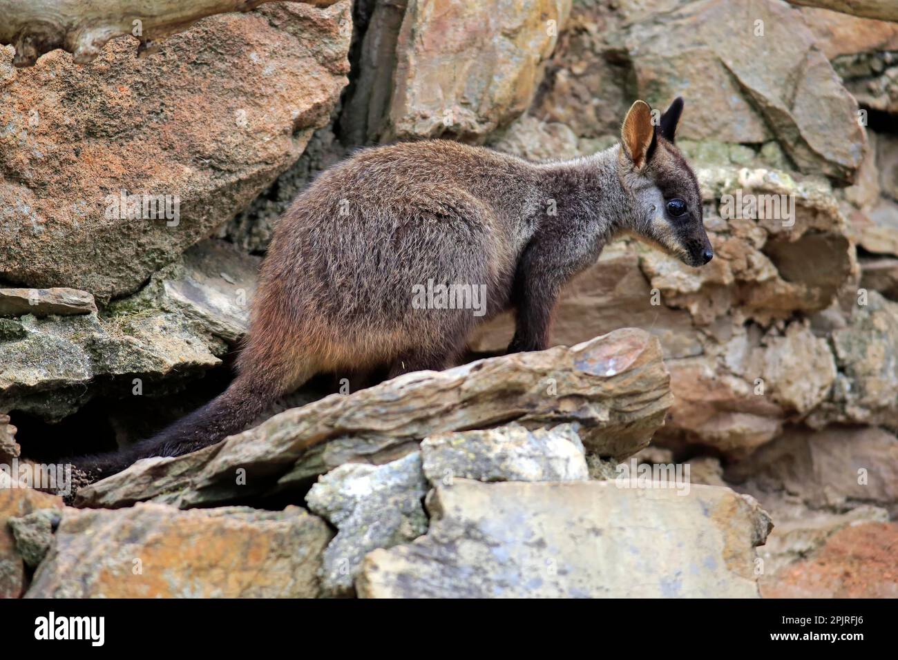 Brush tailed rock wallaby hi-res stock photography and images - Alamy