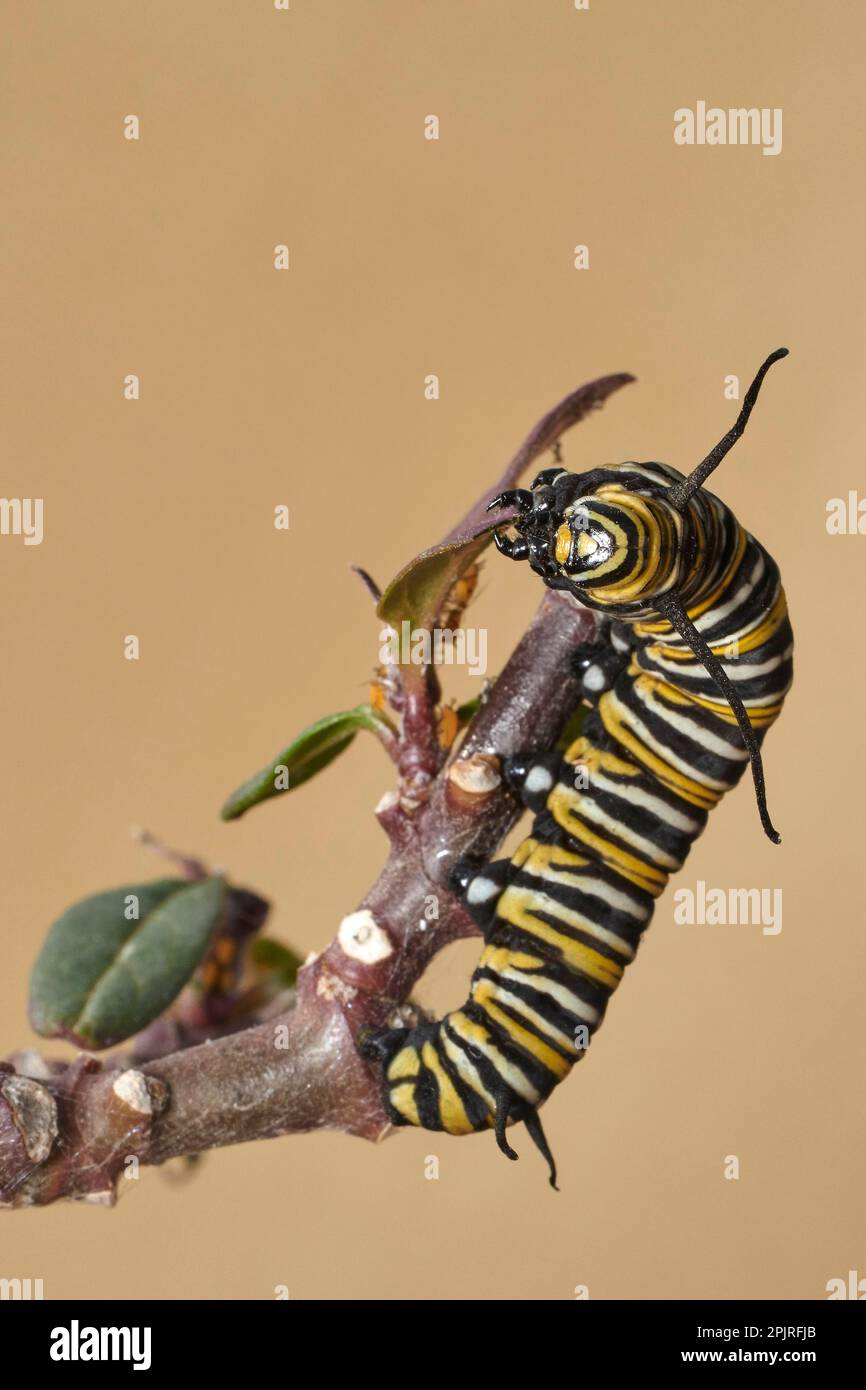 Caterpillar of the monarch butterfly (Danaus plexippus) Asclepia ...