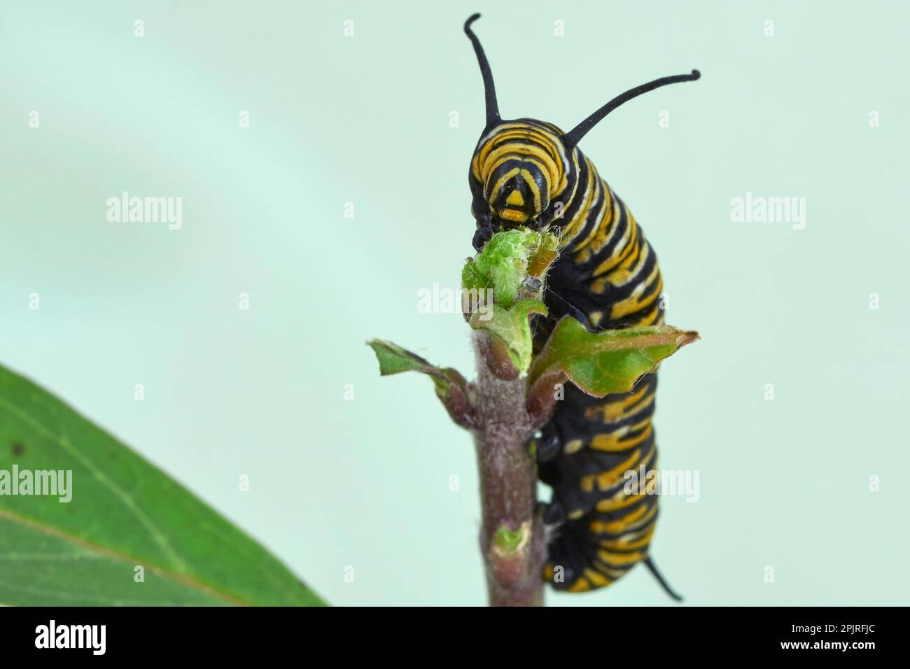 Caterpillar of the monarch butterfly (Danaus plexippus) Asclepia ...