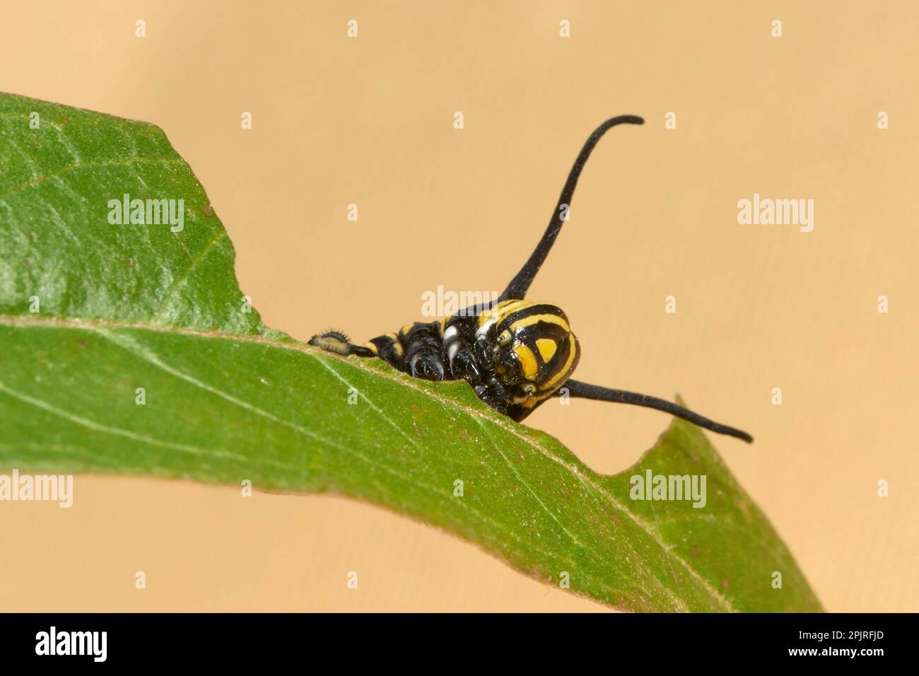Caterpillar of the monarch butterfly (Danaus plexippus) Asclepia ...