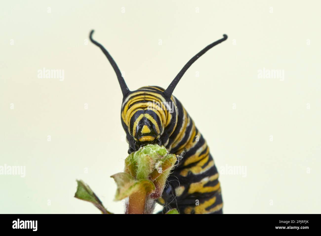 Caterpillar of the monarch butterfly (Danaus plexippus) Asclepia ...
