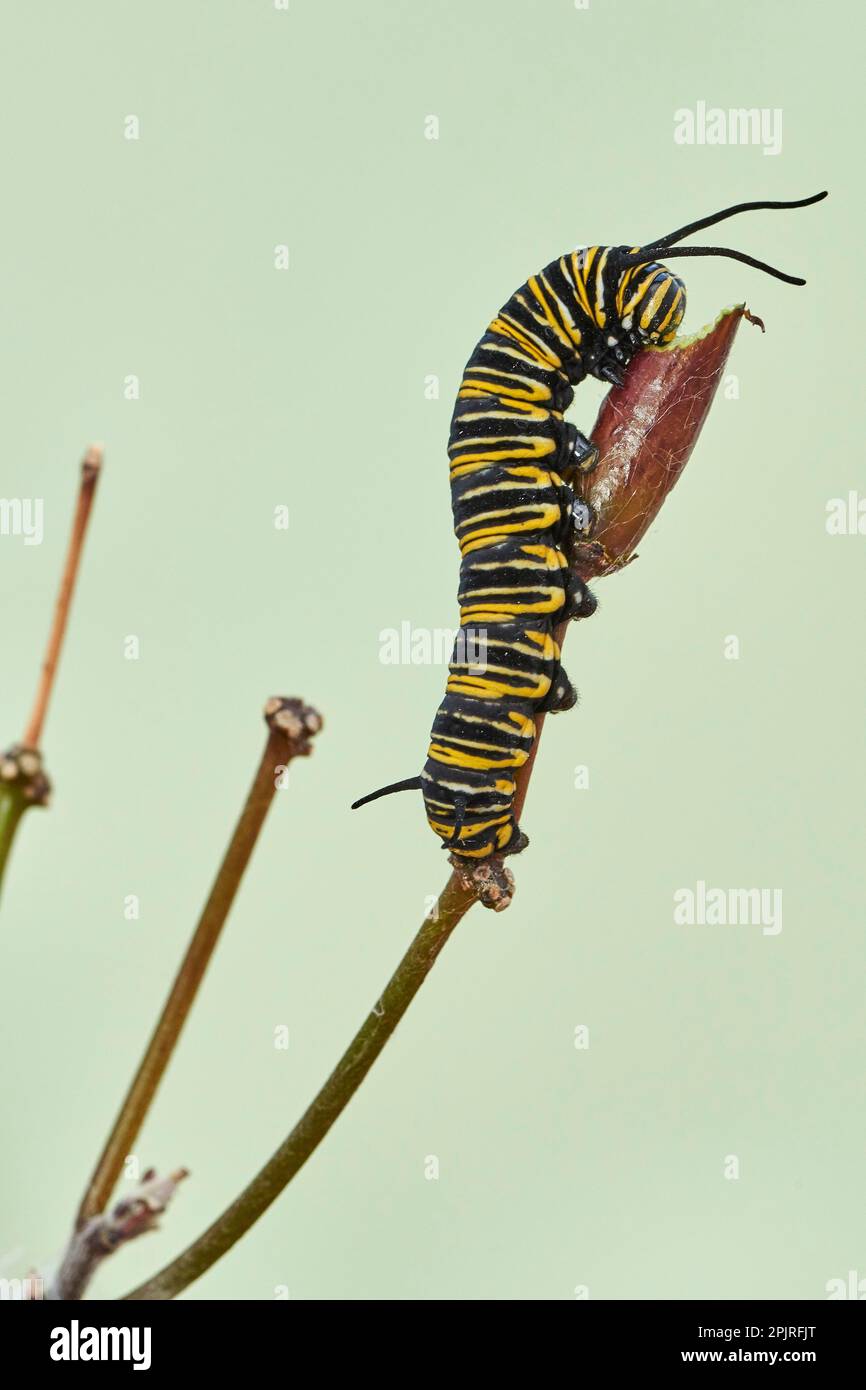 Caterpillar of the monarch butterfly (Danaus plexippus) Asclepia ...