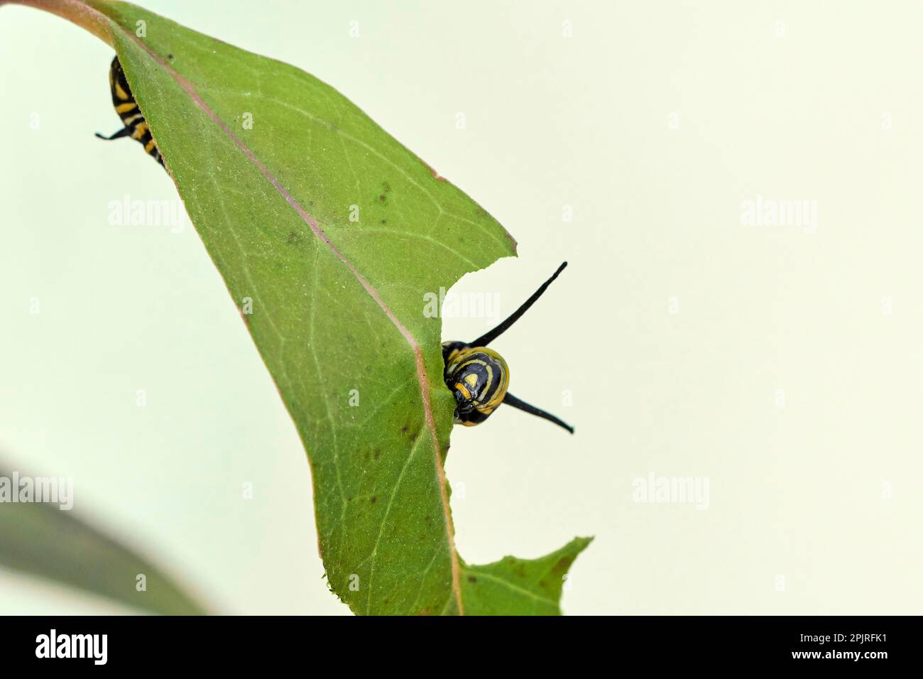 Caterpillar of the monarch butterfly (Danaus plexippus) Asclepia ...