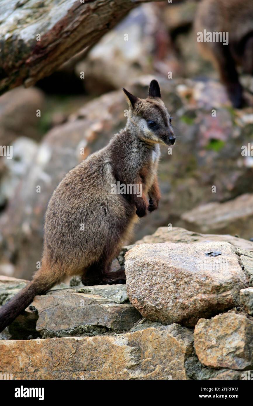 Brush tailed rock wallaby hi-res stock photography and images - Alamy
