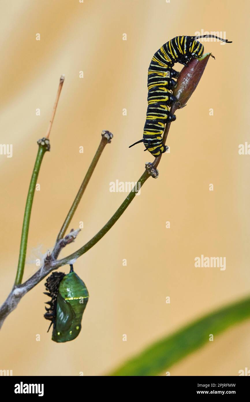 Caterpillar of the monarch butterfly (Danaus plexippus) Asclepia ...