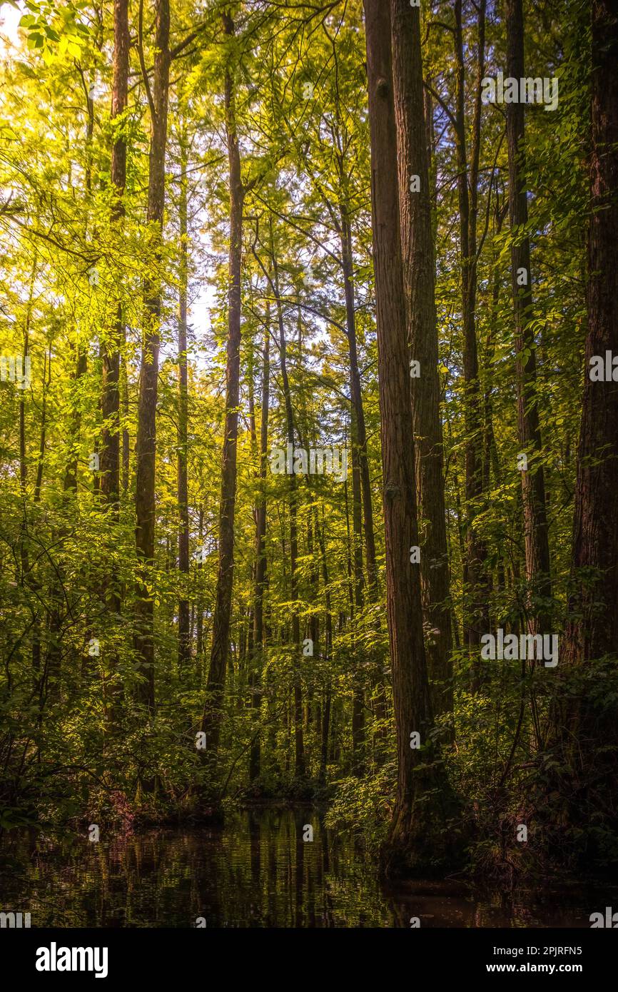 Raleigh north carolina trail hi-res stock photography and images - Alamy