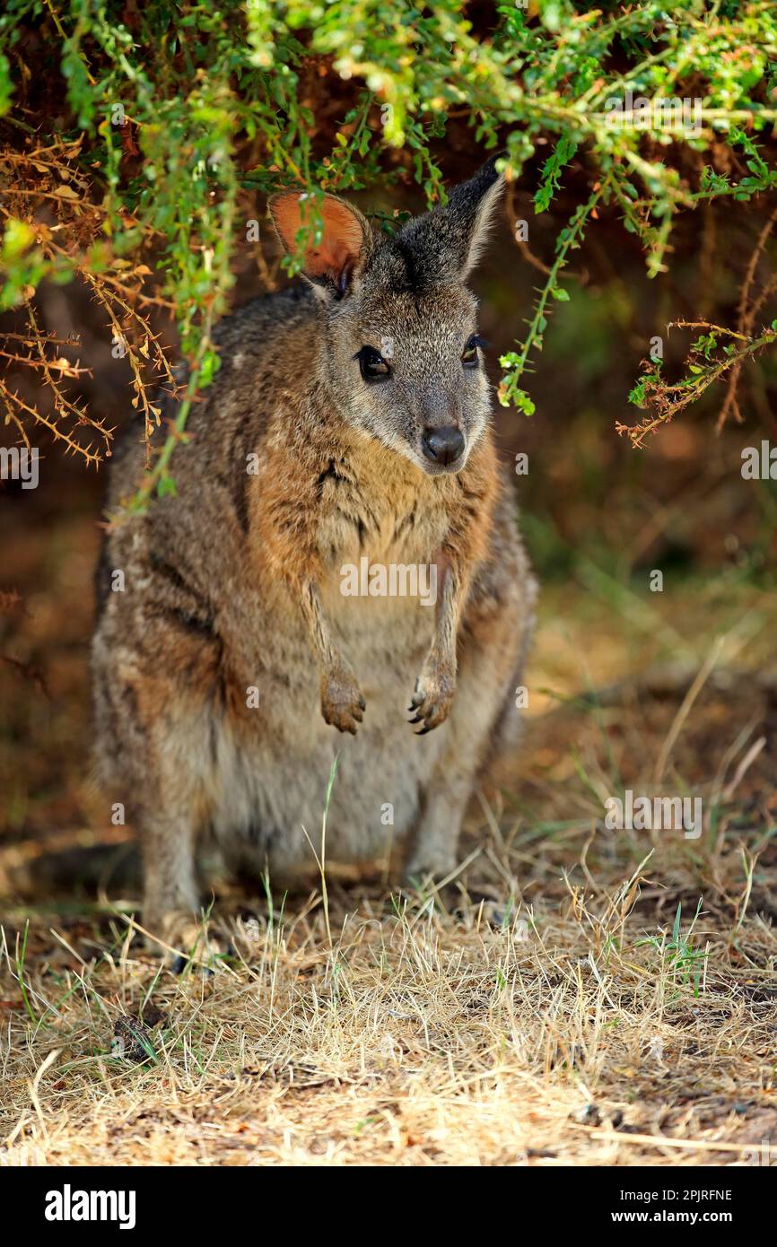 Tammar hi-res stock photography and images - Alamy