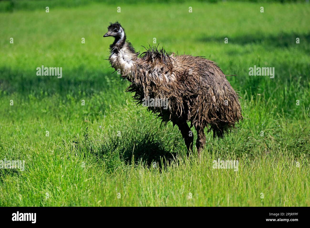 Mount emu hi-res stock photography and images - Alamy