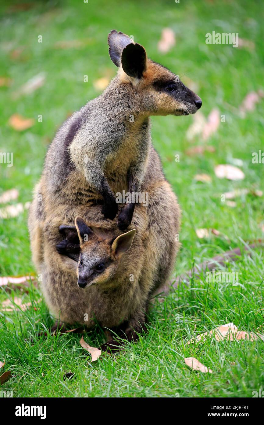 Agile wallaby (Macropus agilis), female with young looking out of pouch ...