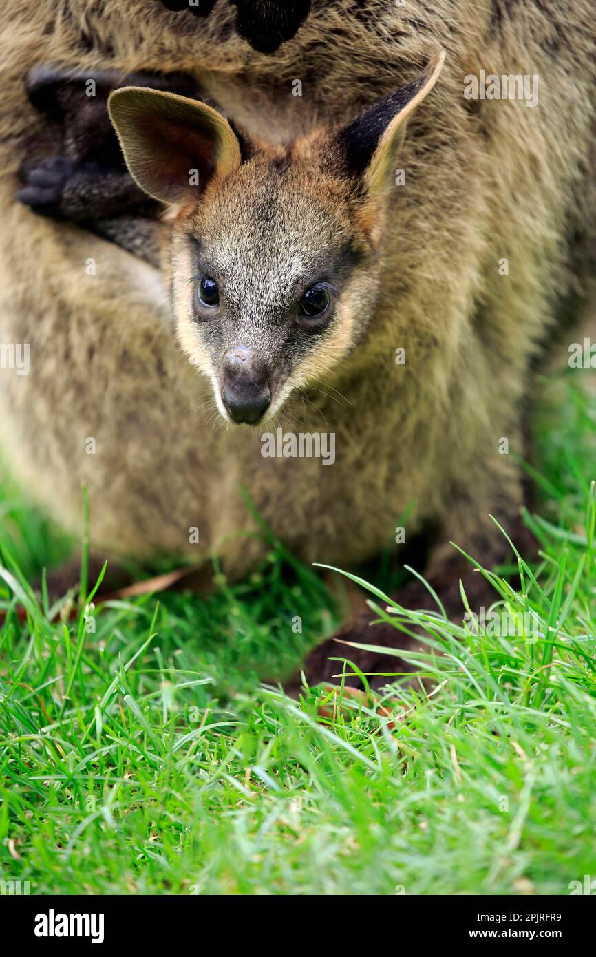 Agile wallaby (Macropus agilis), young looking out of pouch, portrait ...