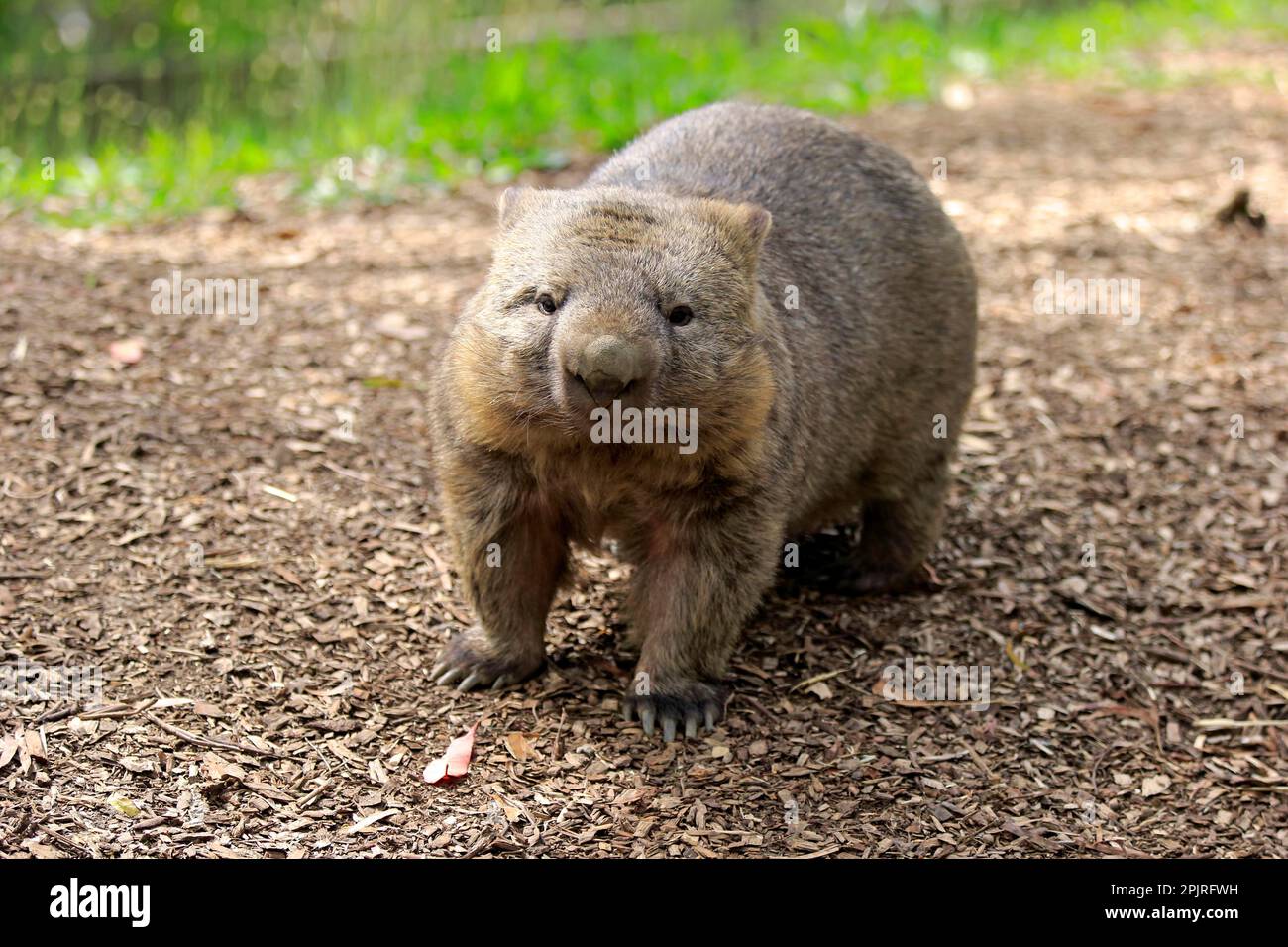Common common wombat (Vombatus ursinus), adult, Mount Lofty, South ...
