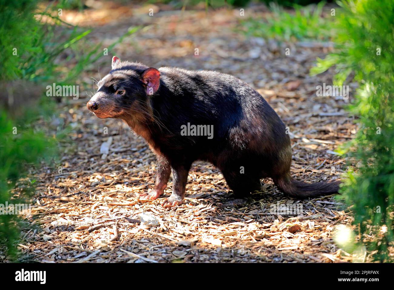 Mount devil hi-res stock photography and images - Alamy