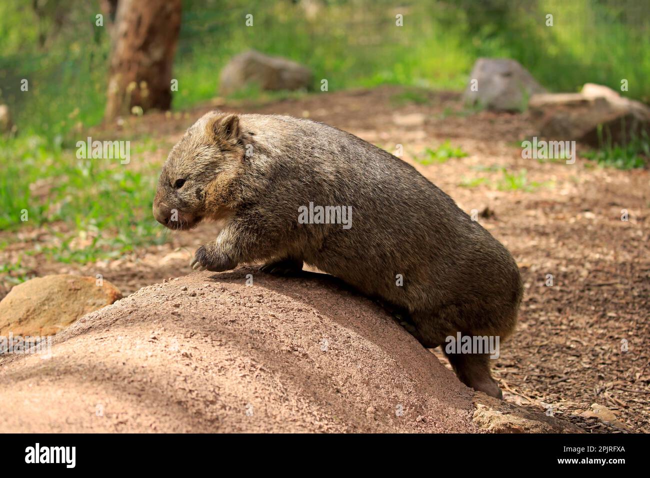 Common common wombat (Vombatus ursinus), adult, Mount Lofty, South ...