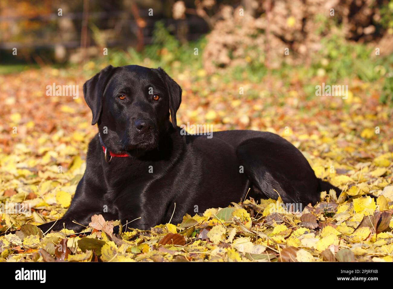 Man with black labrador hi-res stock photography and images - Alamy