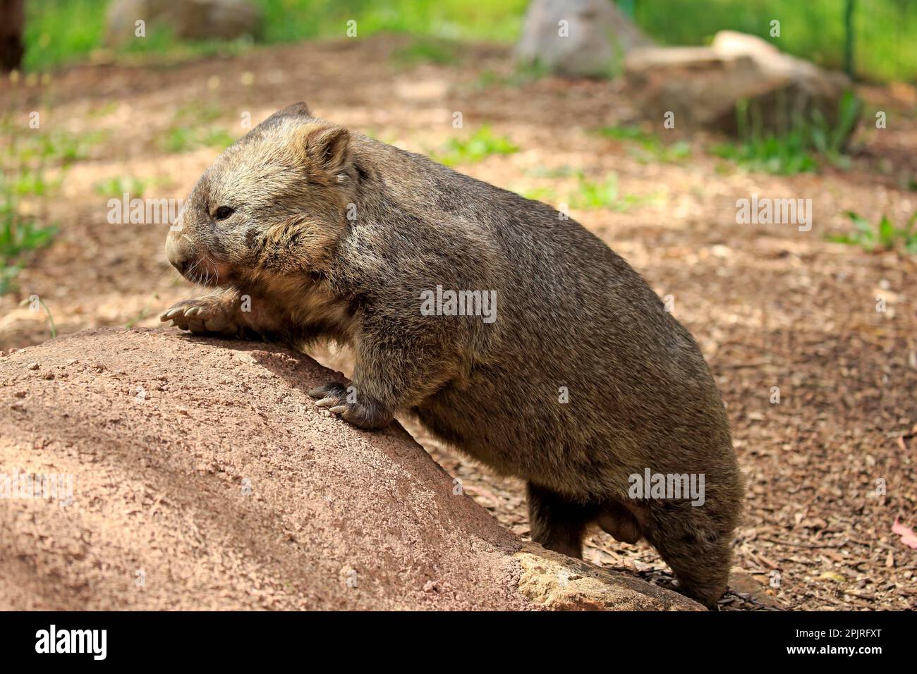 Mammal wombat common australia hi-res stock photography and images - Alamy