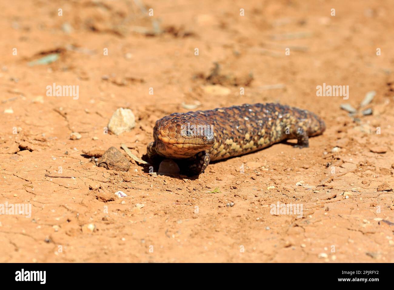 Tiliqua rugosa, shingle ridge, lizard, adult walker, Sturt National ...