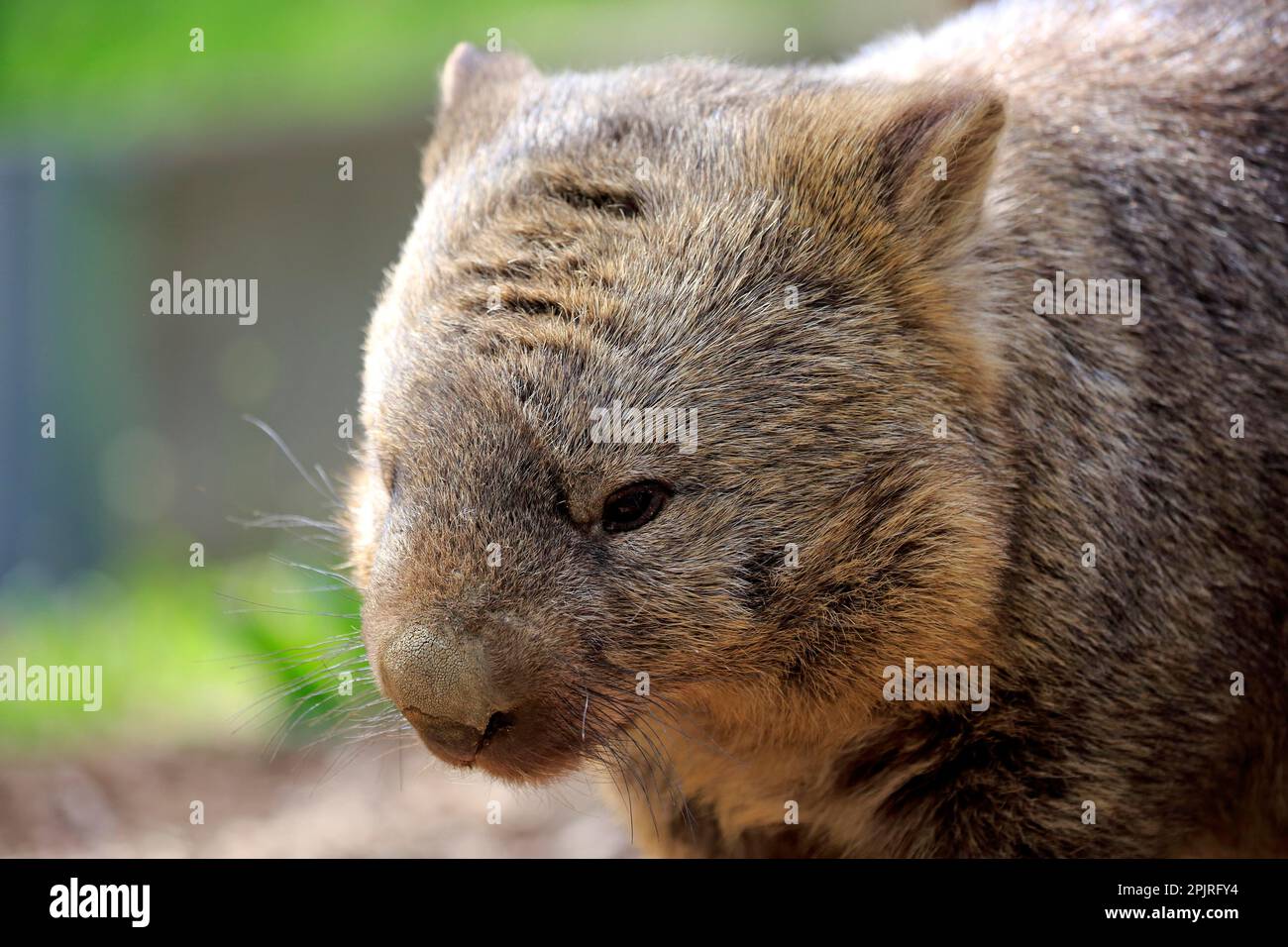 Common common wombat (Vombatus ursinus), portrait of an adult, Mount ...
