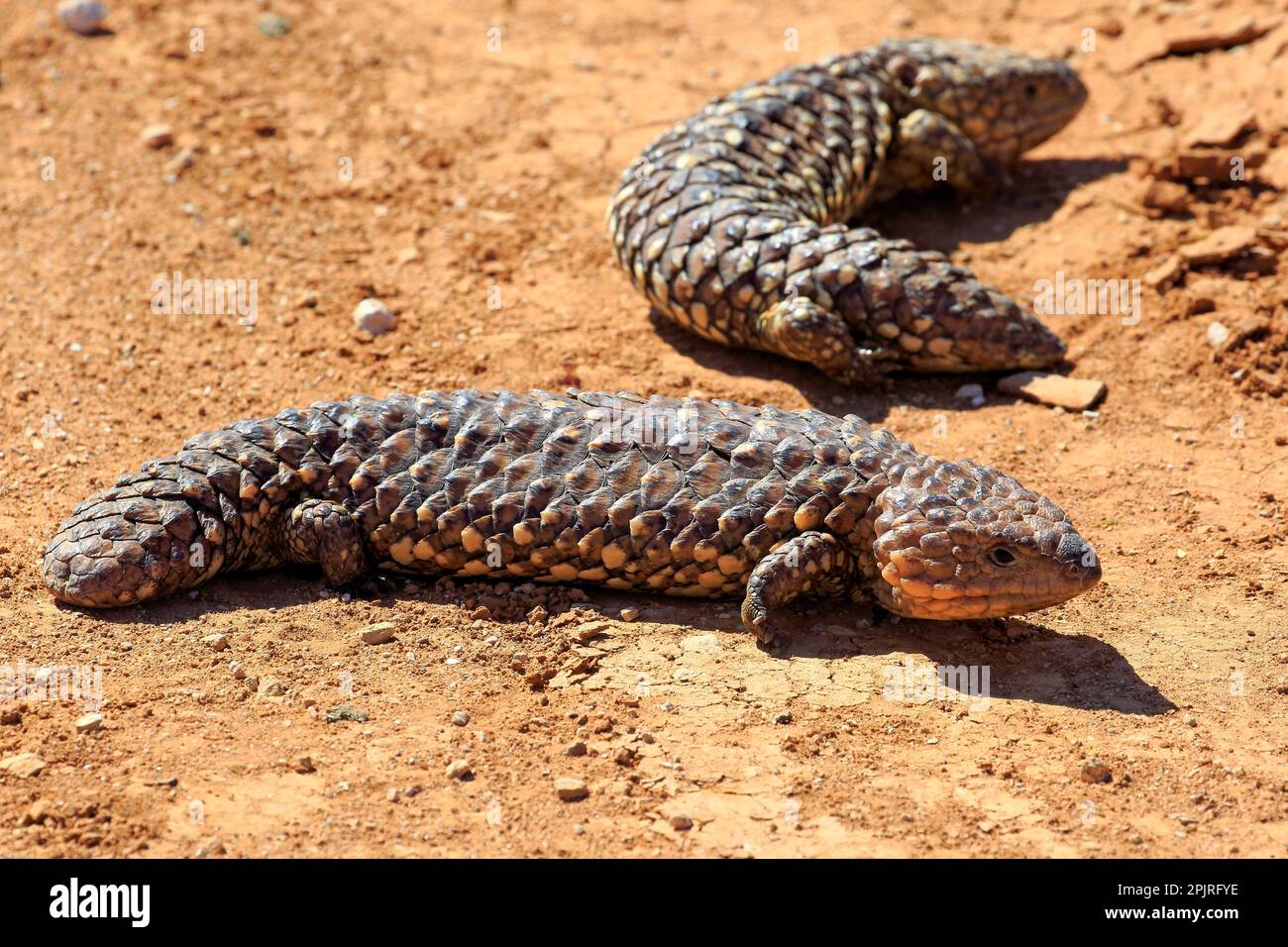Bobtail lizard hi-res stock photography and images - Alamy