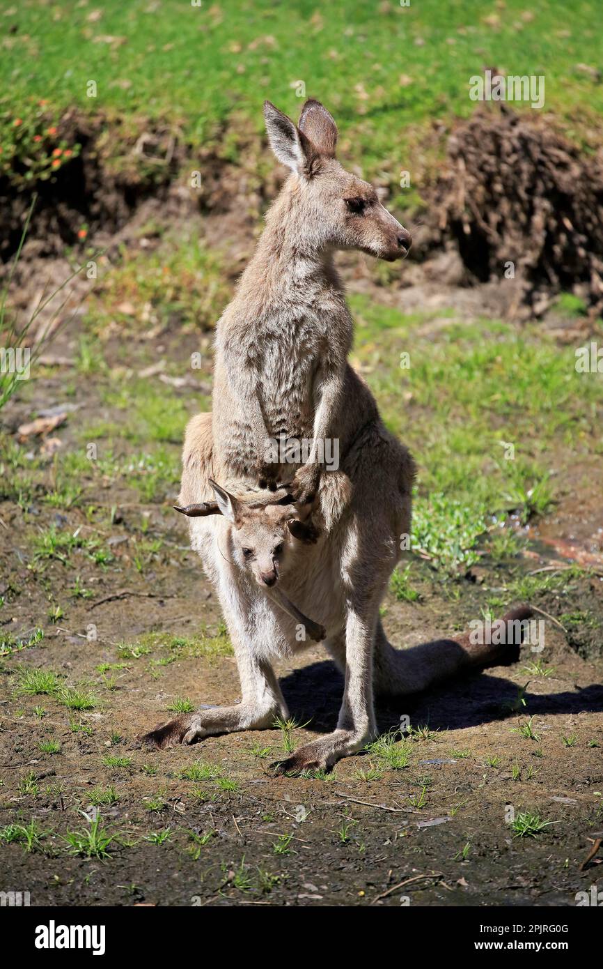 Eastern grey kangaroo (Macropus giganteus), adult female with young in ...