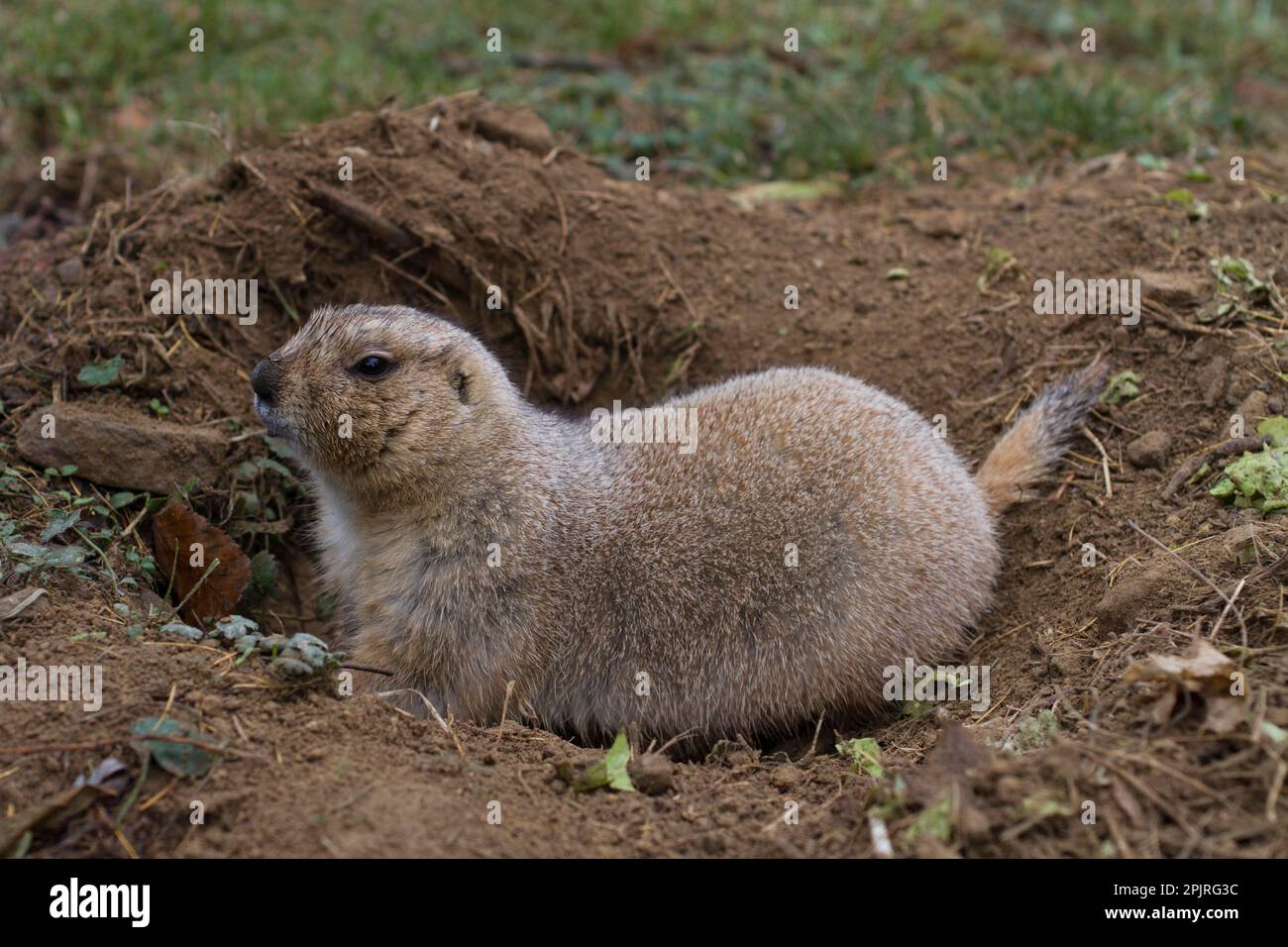 Black-tailed prairie dog (Cynomys ludovicianus), adult, at burrow ...