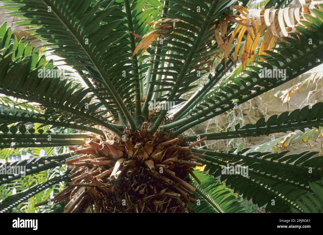 Mexican Double Palm Fern Stock Photo - Alamy