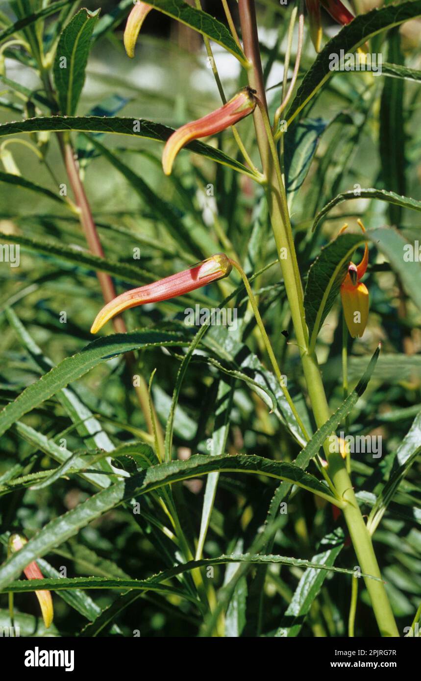 Bush lobelia hi-res stock photography and images - Alamy