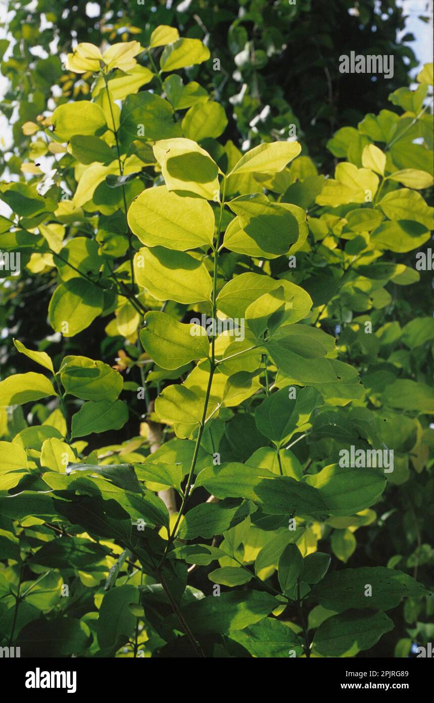 Common Nux vomica (Strychnos nux-vomica Stock Photo - Alamy