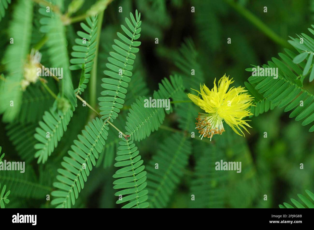 Legume plant hi-res stock photography and images - Alamy