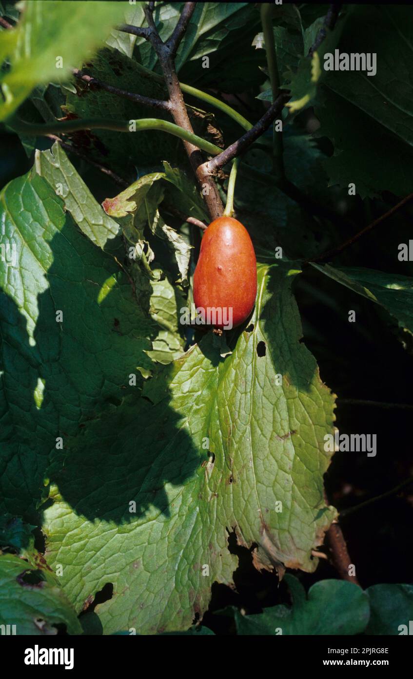 Sinopodophyllum (Podophyllum hexandrum Stock Photo - Alamy