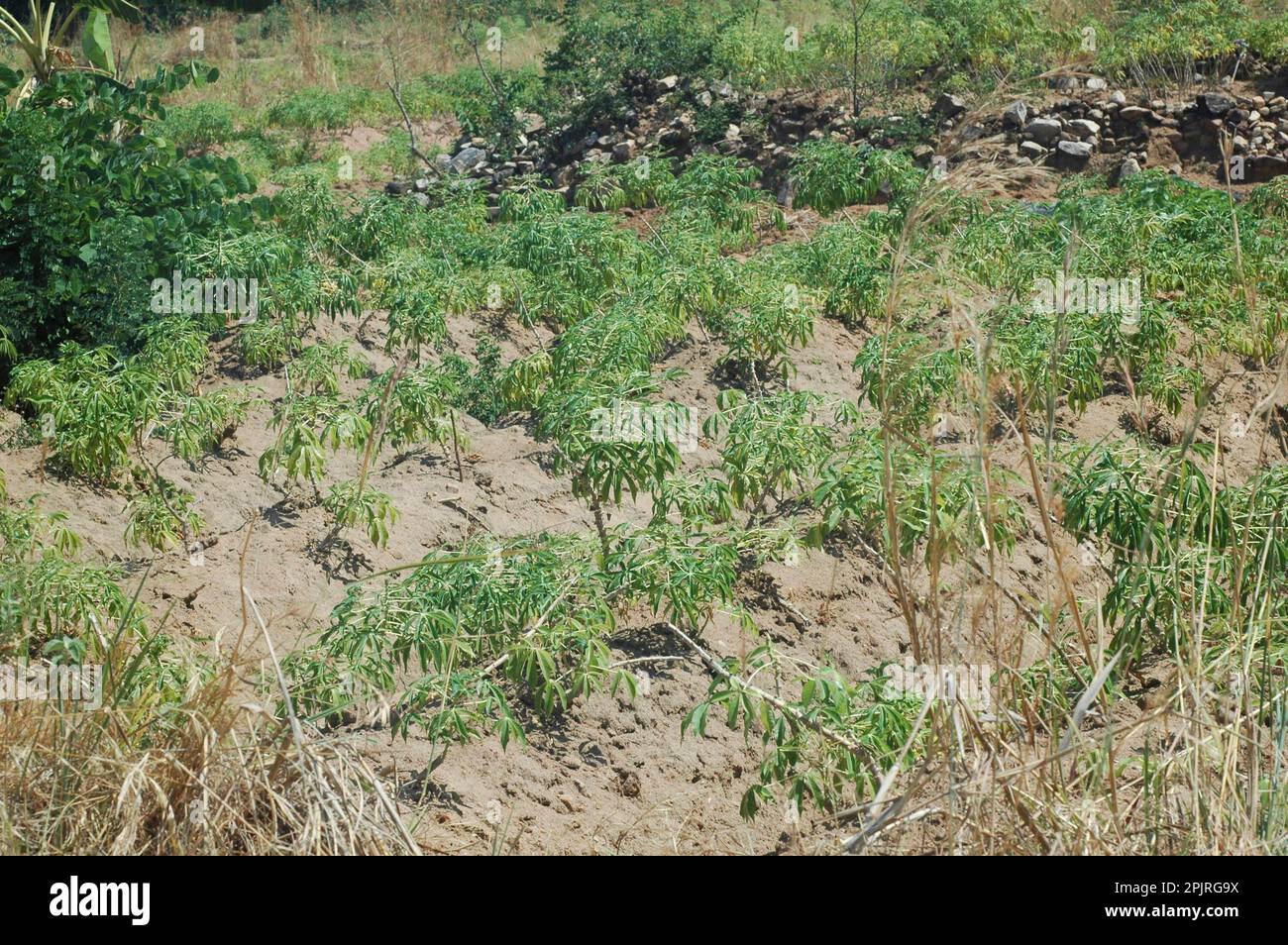 Bitter cassava, cassava, tapioca Stock Photo - Alamy