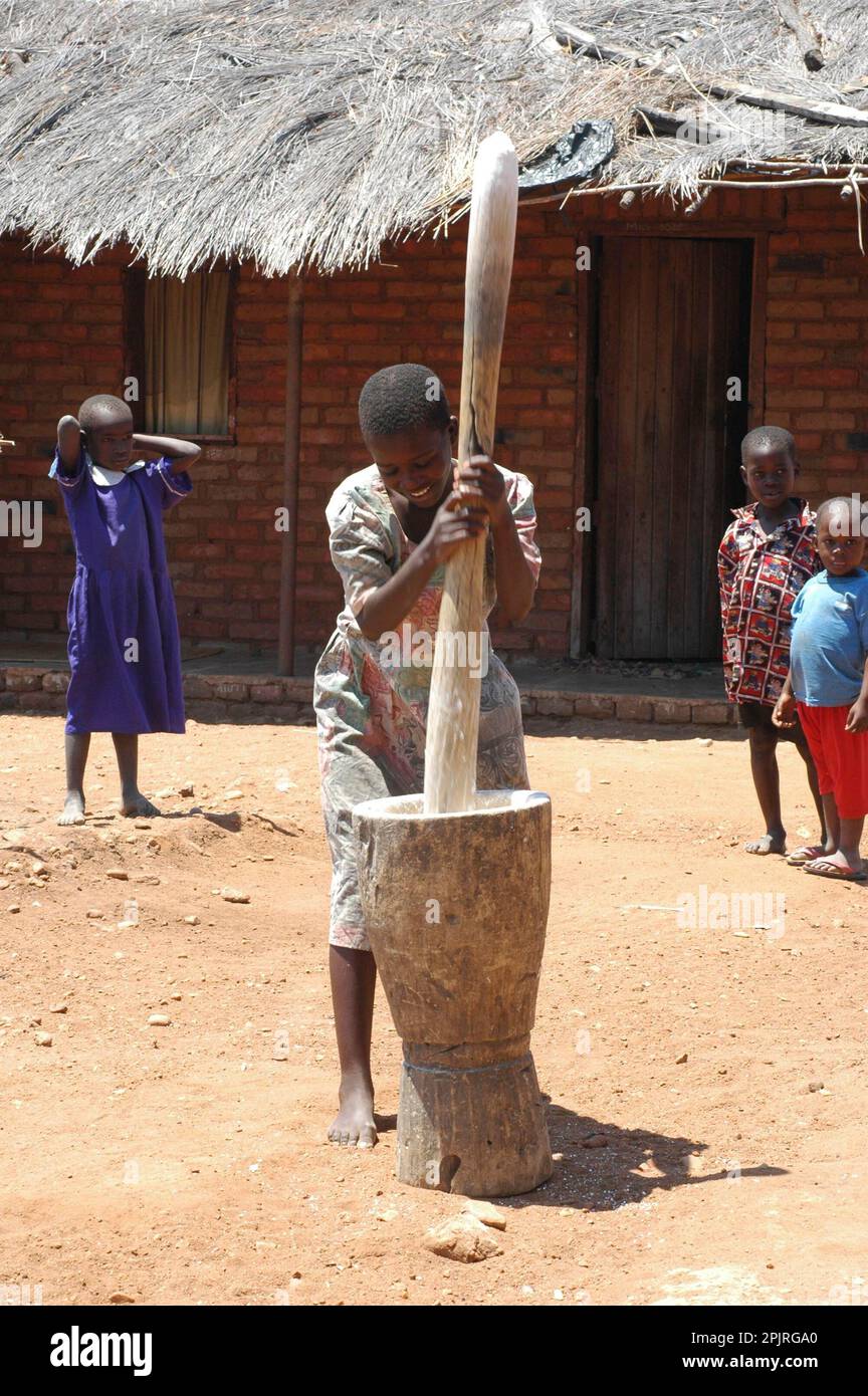 Manioc roots are crushed Stock Photo - Alamy