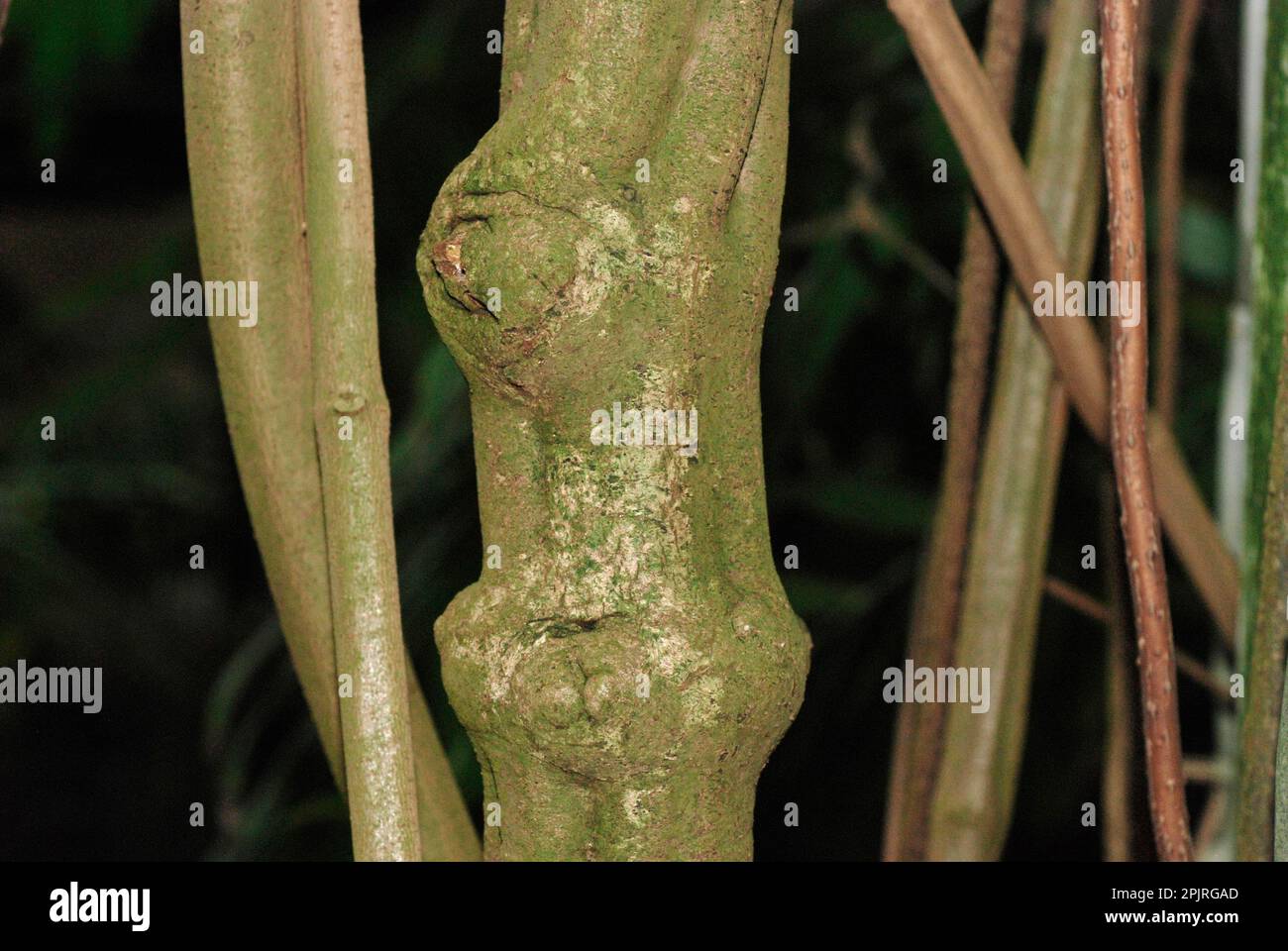 Yage (Banisteriopsis caapi Stock Photo - Alamy