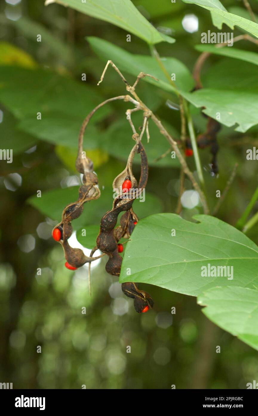 Coral tree species Stock Photo - Alamy